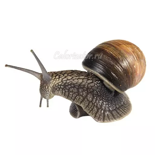 Snail Snail