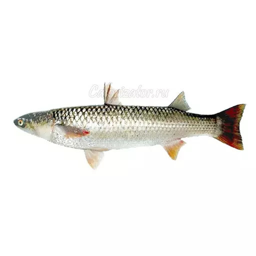 Mullet swart (gestreepte mullet)