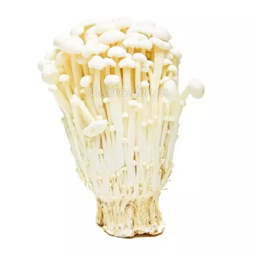 Enoki