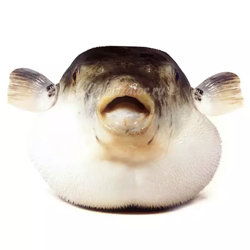 Fugu - calorie, beneficial properties, benefits and harm, description