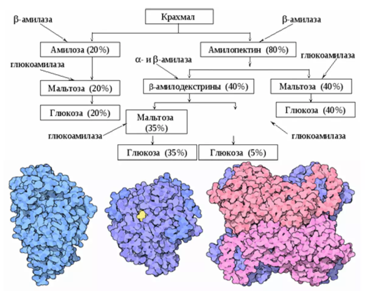 amylase E1100 លក្ខណៈជារួម