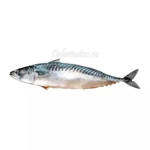 Fresh mackerel