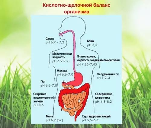 Кіслотна-шчолачны баланс арганізма