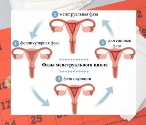 Influencia do ciclo menstrual sobre a perda de peso