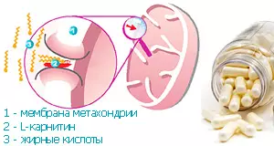 ایل carnitine mitochondria کے اندر گھسنا فیٹی ایسڈ کی مدد کرتا ہے