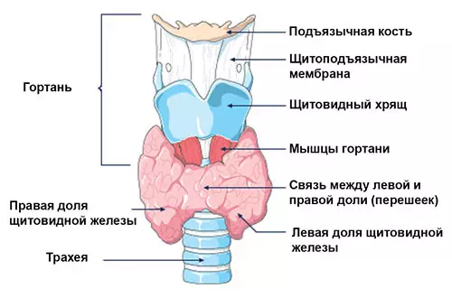 Chimiro che larynx uye thyroid gland