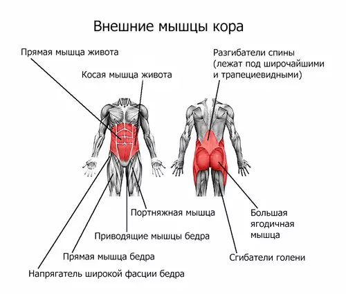 Булчуңдар Cora ар дайым убакыт түрүндө