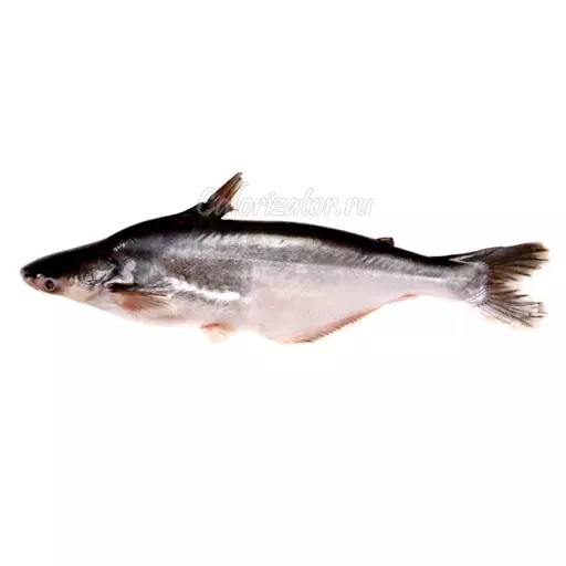 Pangasius