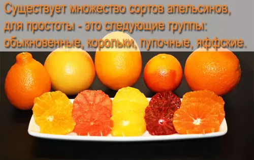 Varietetet e portokalleve