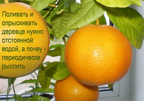 Si të rritet portokalli në shtëpi