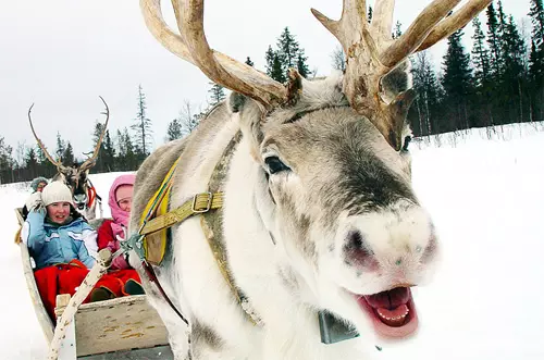 How to celebrate the New Year of the Goat in Finland
