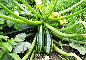 Isahani kuva zucchini