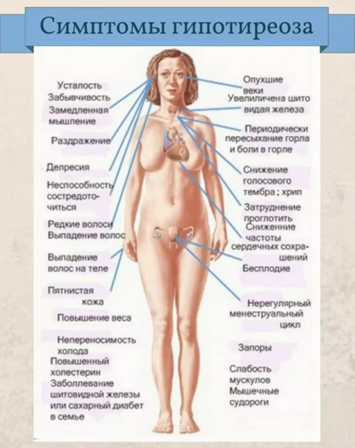 Com comprovar la glàndula tiroide i el metabolisme