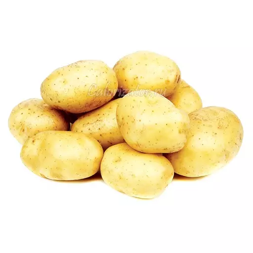감자는 젊다 - 칼로리, 유익한 재산, 혜택 및 해로, 설명