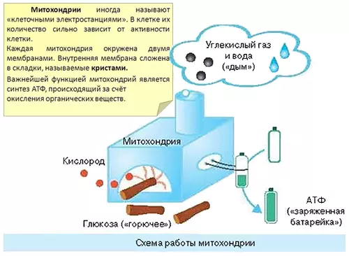 Мушакҳо ва сохтори онҳо