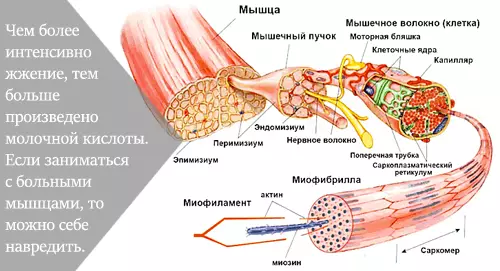 Нақши кислотаи лактикӣ