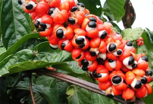 वजन लागि Guarana