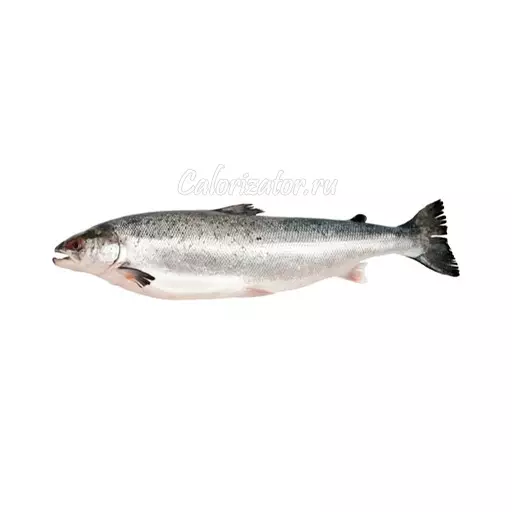 Свежи лосос - Калорија, корисни својства, користи и повреда, опис