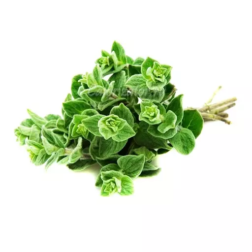 Oregano (Orego)