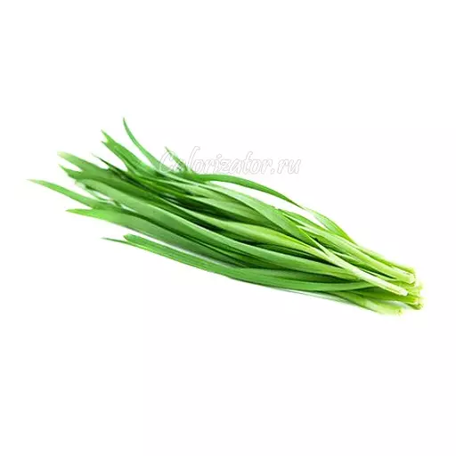 Onions fragrant jusay