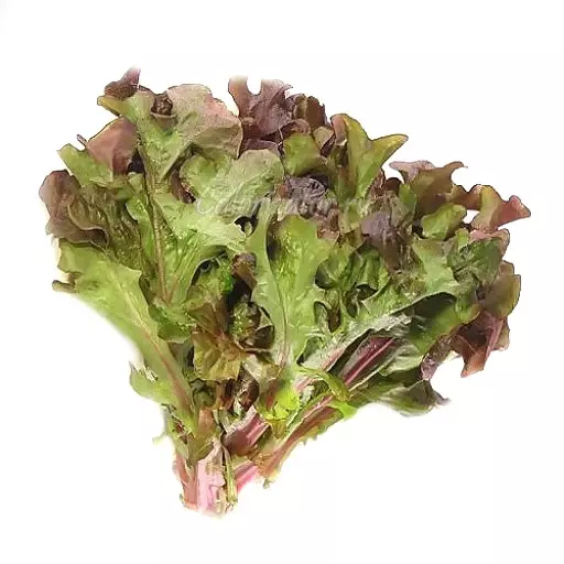 Salad oaxliff