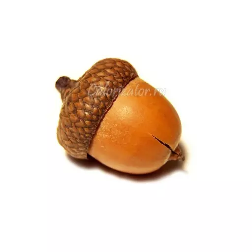 Acorn.