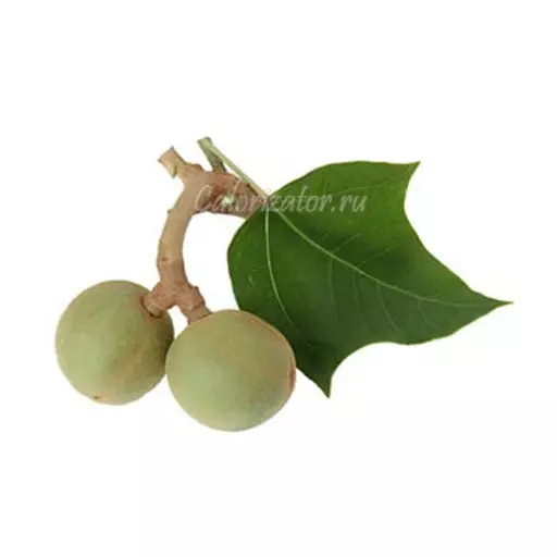 Walnut Cucui