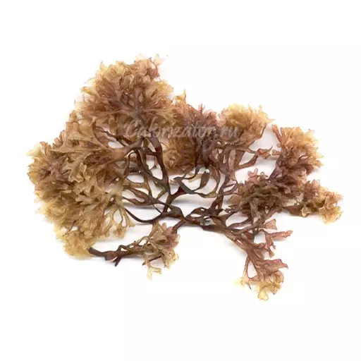 Algae Irski Moss (Carrageen)