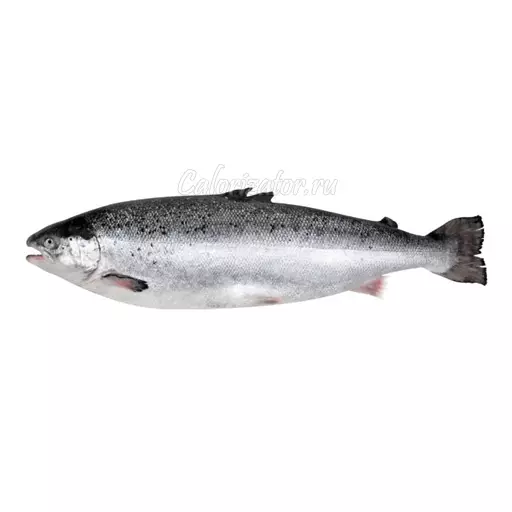 Salmon fresh