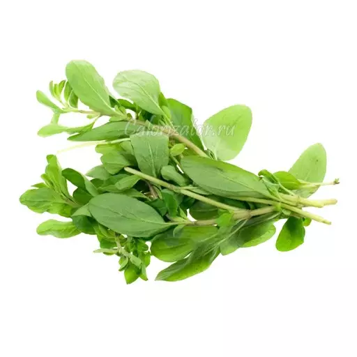 Marjoram