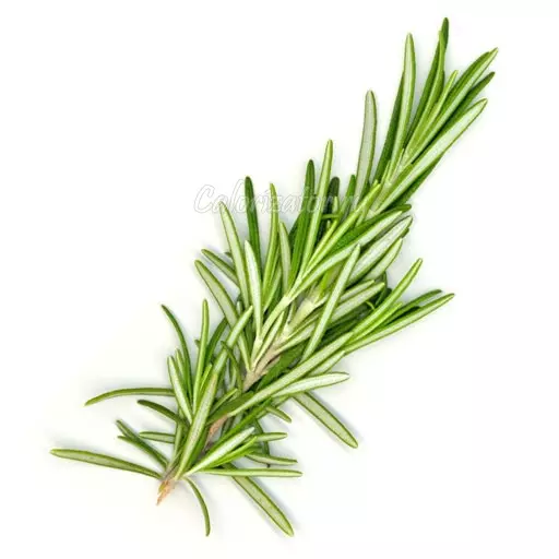 Rosemary