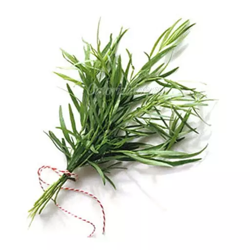 Tarragon.