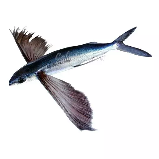 Flying Fish.