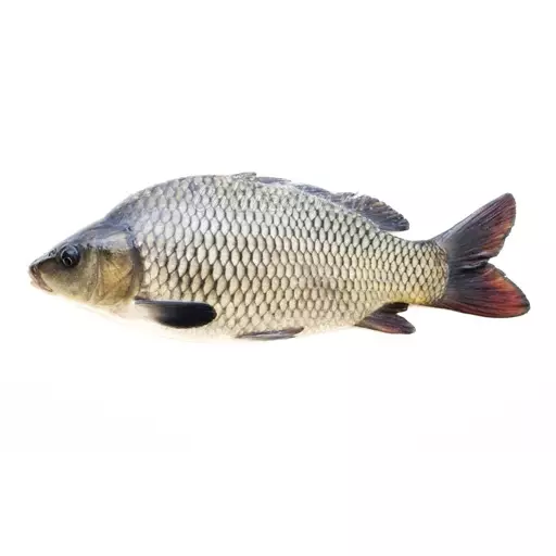 Carp ọhụrụ