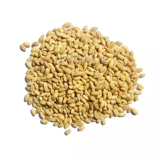 Croup Barley