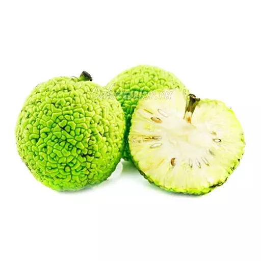 Masco (Adamovo Apple)