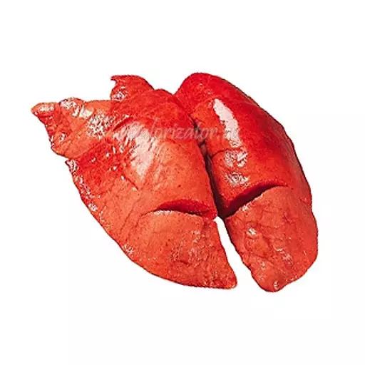 Pulmones de cerdo